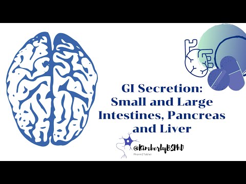 Gastrointestinal System Physiology: GI Secretion