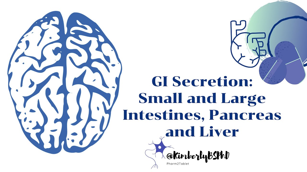Gastrointestinal System Physiology: GI Secretion - YouTube