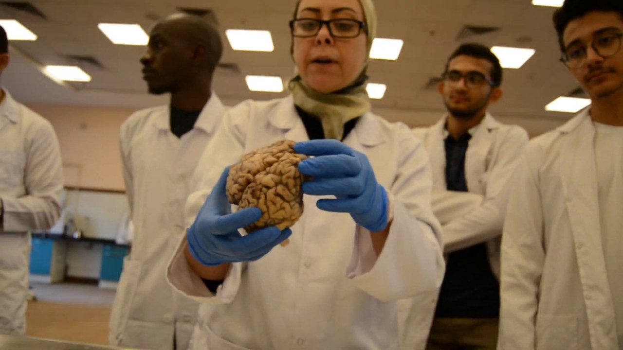Helwan Medical School Brain Autopsy Tutorial - YouTube