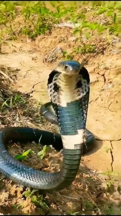 king cobra/king cobra snake/king cobra attack #MRSSTUNKA - YouTube
