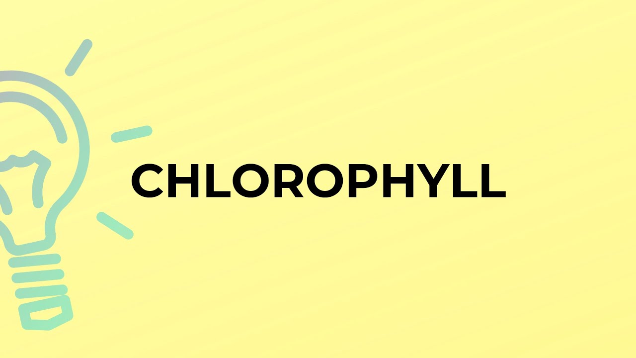 What is the meaning of the word CHLOROPHYLL? - YouTube