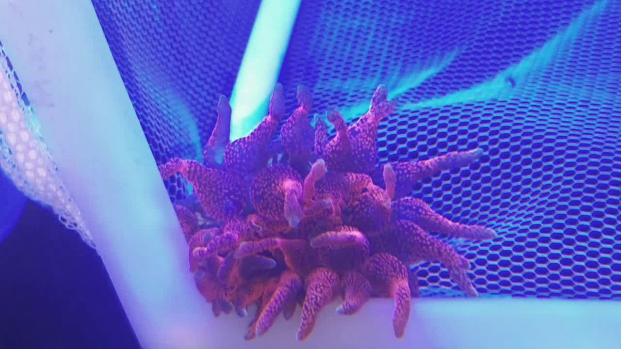 CC supernova anemone - YouTube