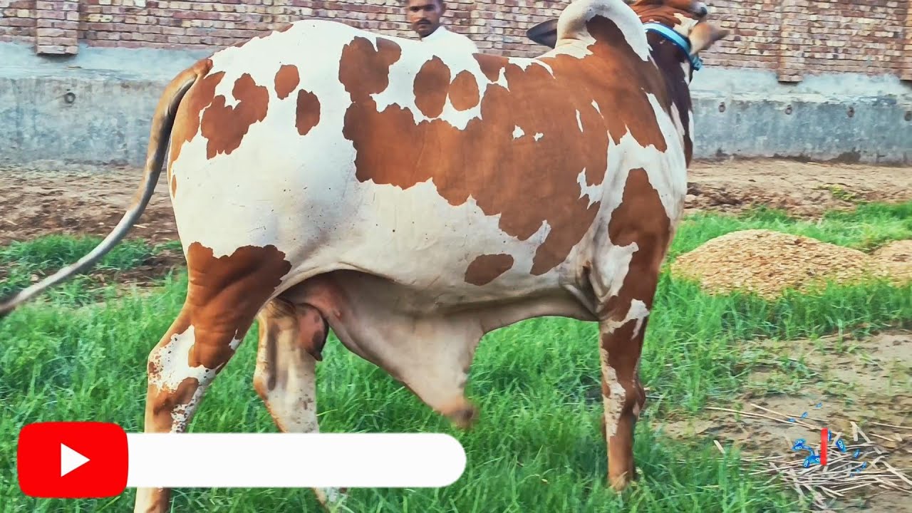 Beautiful cholistani bull ablak White patala Unique cattle farm New ...