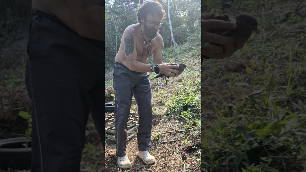 ASA BRANCA NA ARAPUCA - YouTube