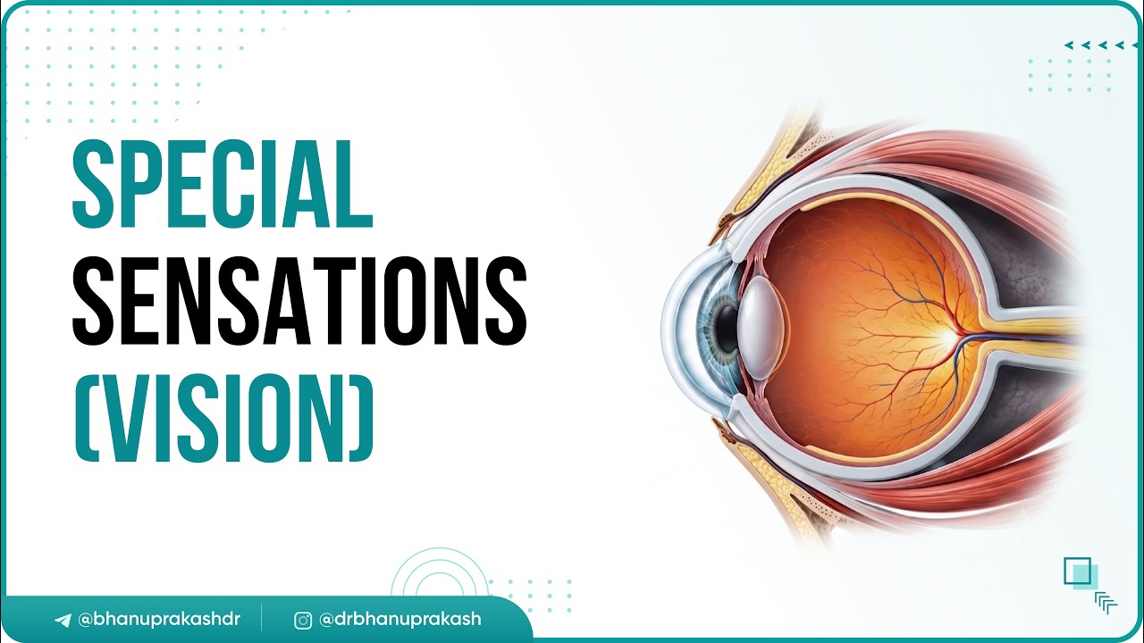 17. Special Sensations – Vision 👁️🧠 | Retina, Visual Pathway & Clinical ...