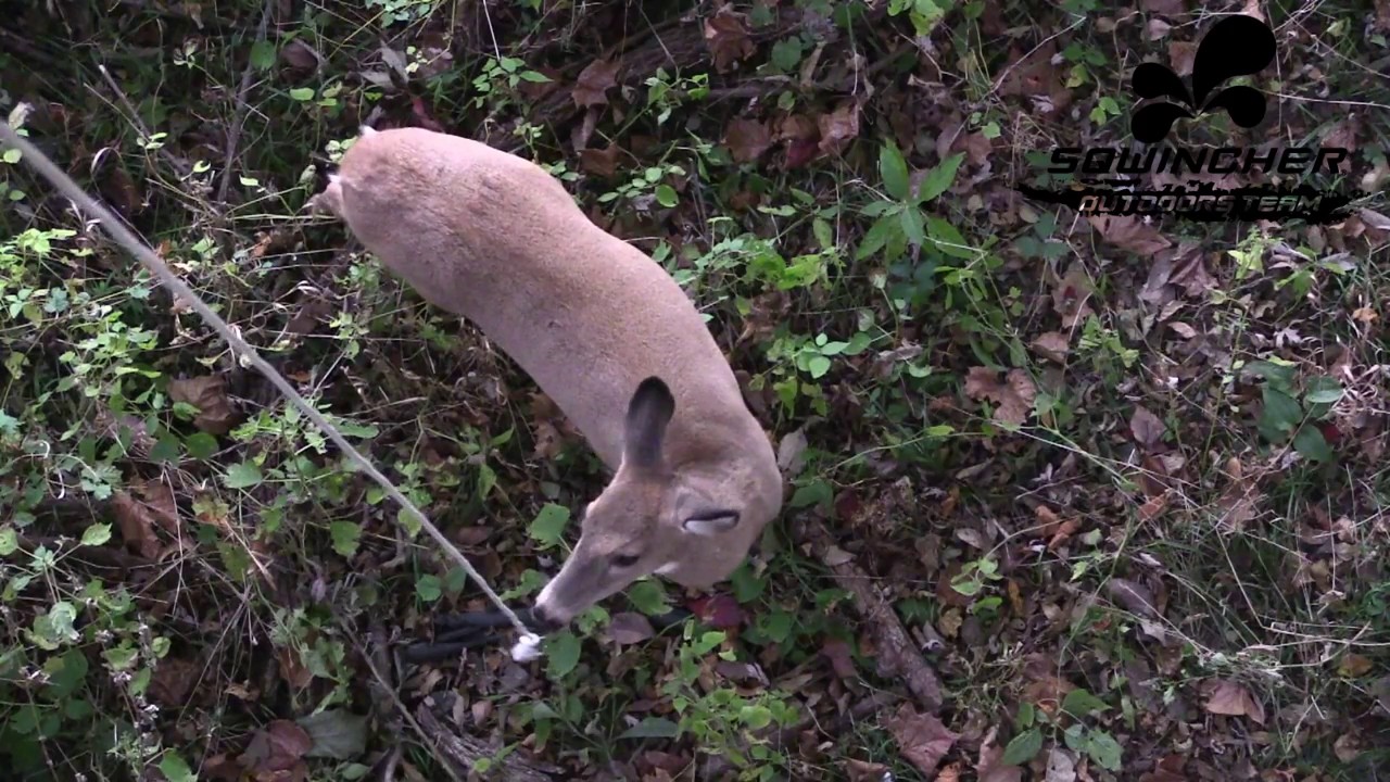 Deer Fishing - YouTube