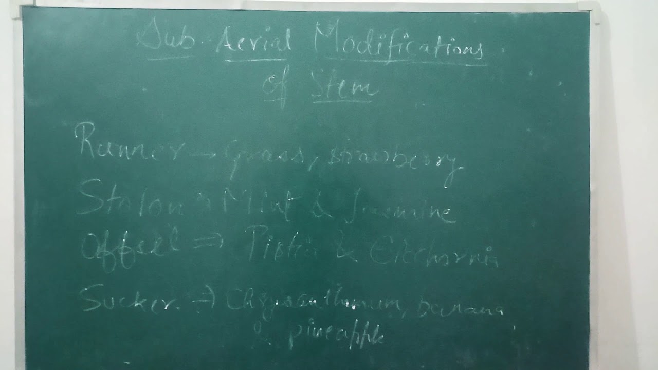 Sub aerial modifications of stem - YouTube
