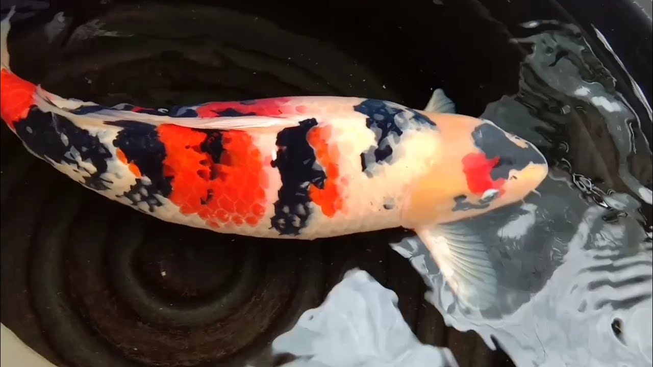 HOW TO GROW KOI FISH In DIY Pond - YouTube