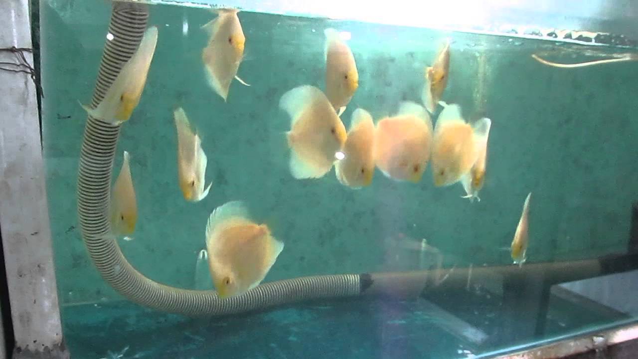 3" Albino Platinum Blue Diamond from Shiva Discus India - YouTube