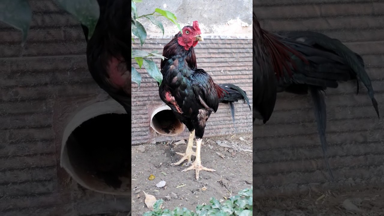 Aseel rooster #aseel murgha #aseel #ismaeel Riaz #mushka murgha #shorts #viral - YouTube