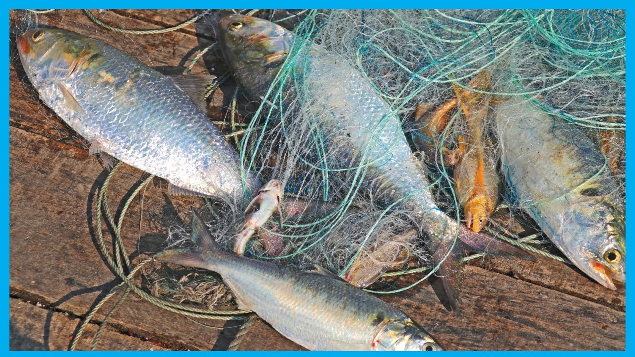 Amazing Fast Hilsa Fishing Skill (PART 43) - Catching Hilsa Fish Big on ...