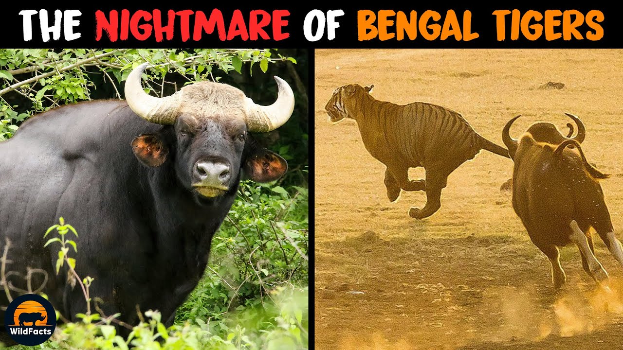 INDIAN GAUR - The Nightmare of Bengal Tigers - YouTube