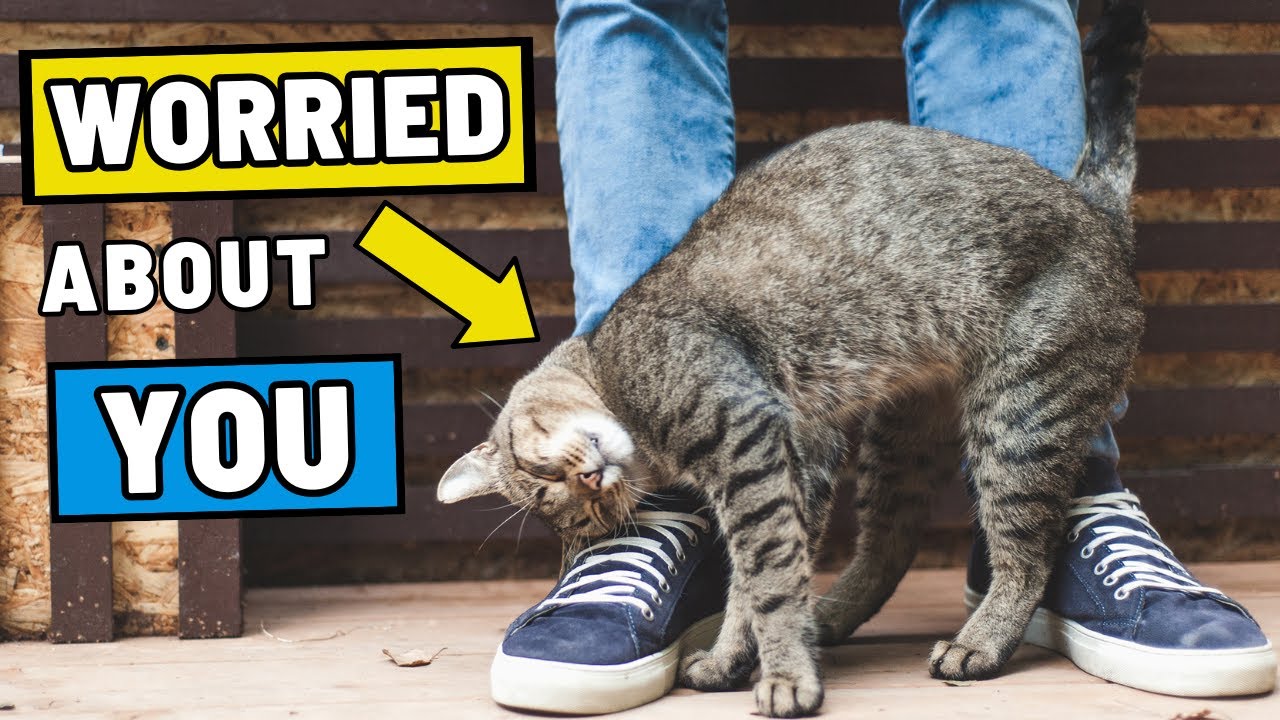 WARNING: Your Cat Does THIS When They’re SCARED FOR YOU - YouTube