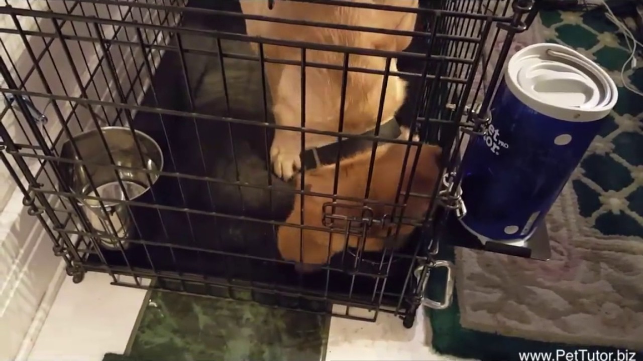 Auto Counter Conditioning reactive dogs with Pet Tutor - YouTube