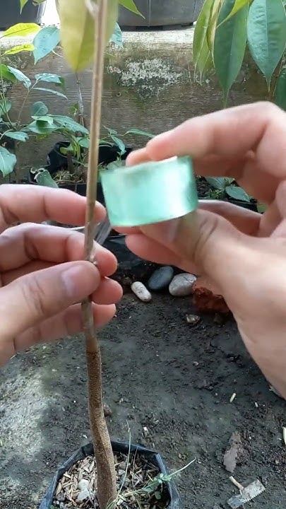 Cara sambung sisip durian - YouTube