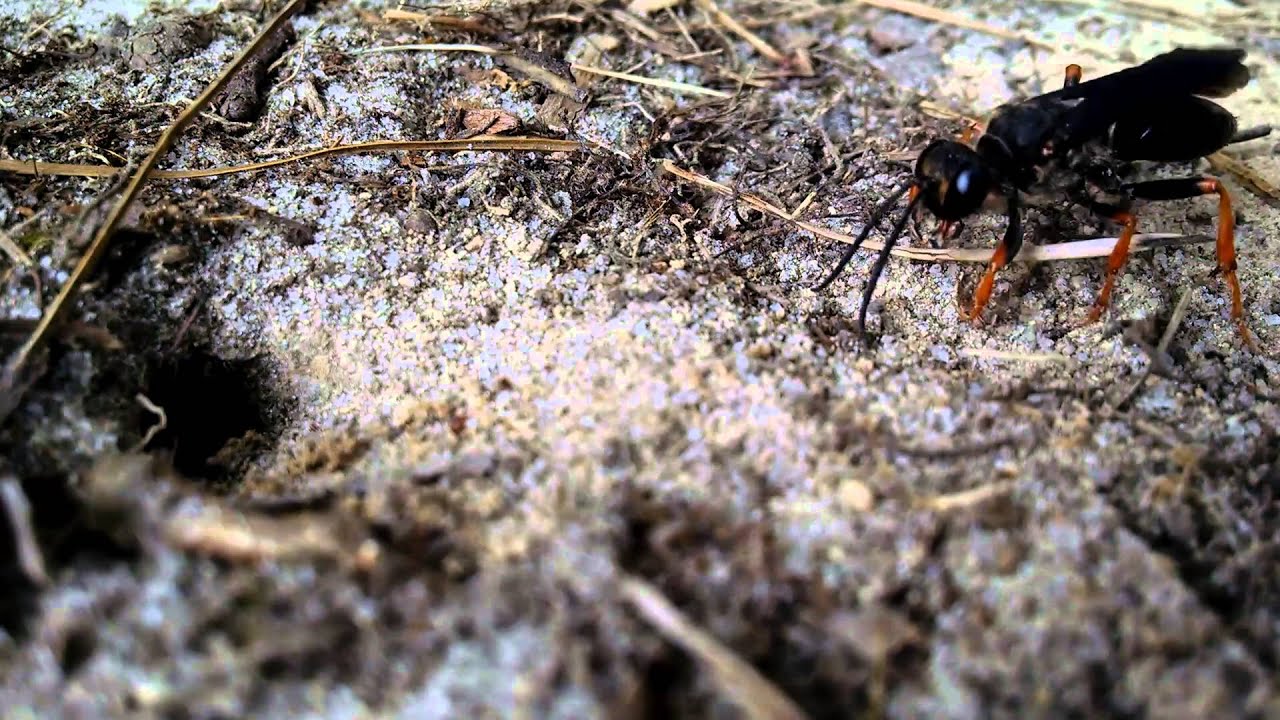 Sand Digger Wasp Digging Sand - YouTube