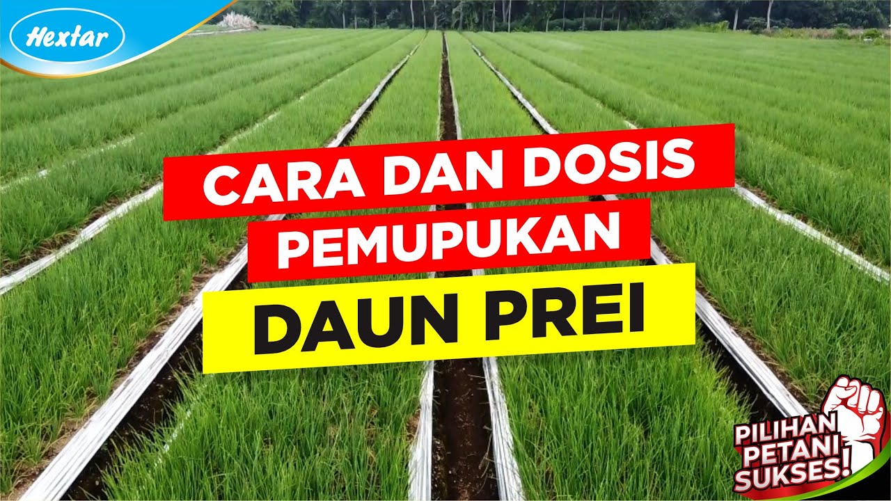 Cara dan Dosis Pemupukan Bawang Daun Prei - YouTube