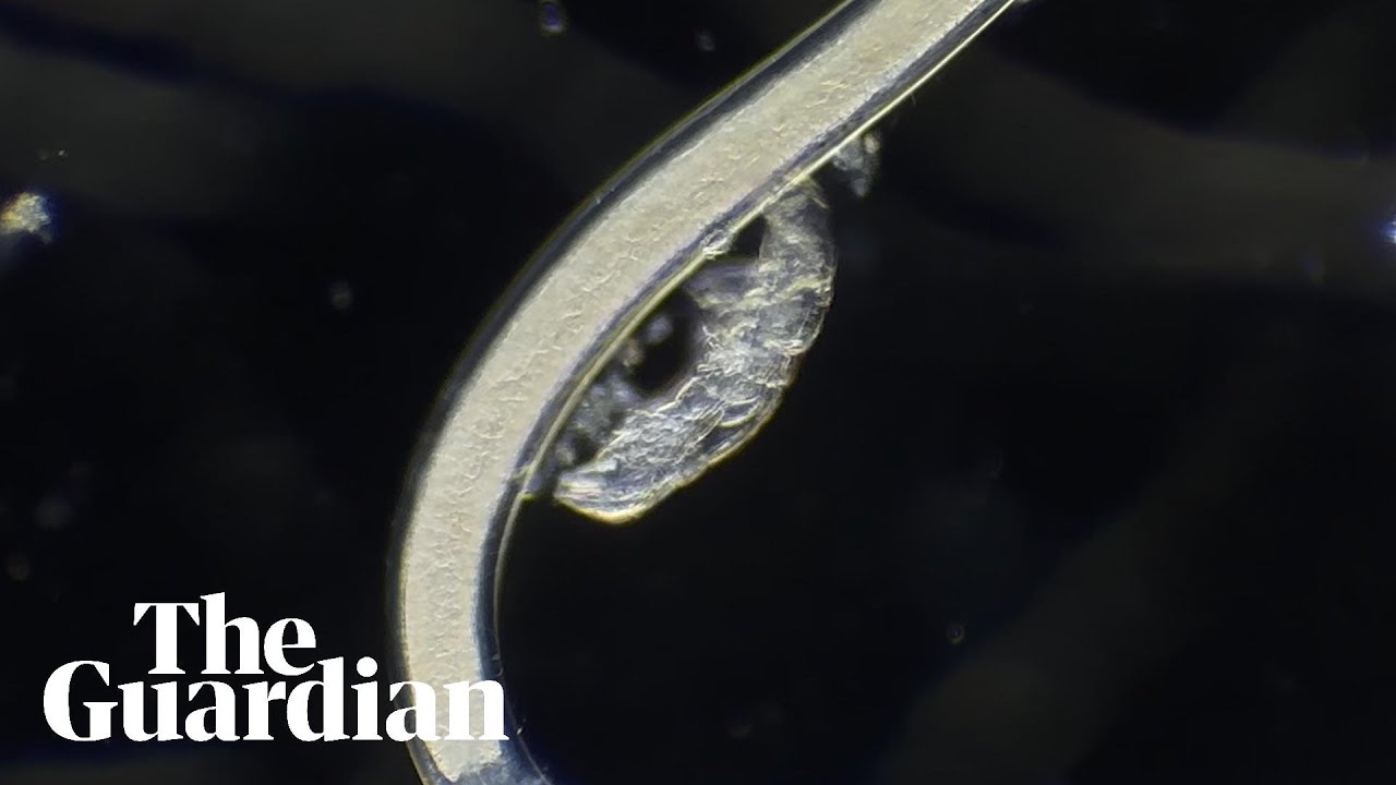 Stunning microscopic worlds captured in video competition - YouTube