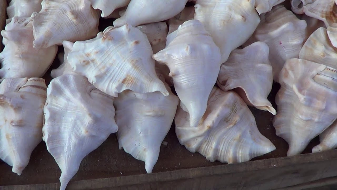 Shankh,Sea Shell & Conch near Beach Market-Puri - YouTube