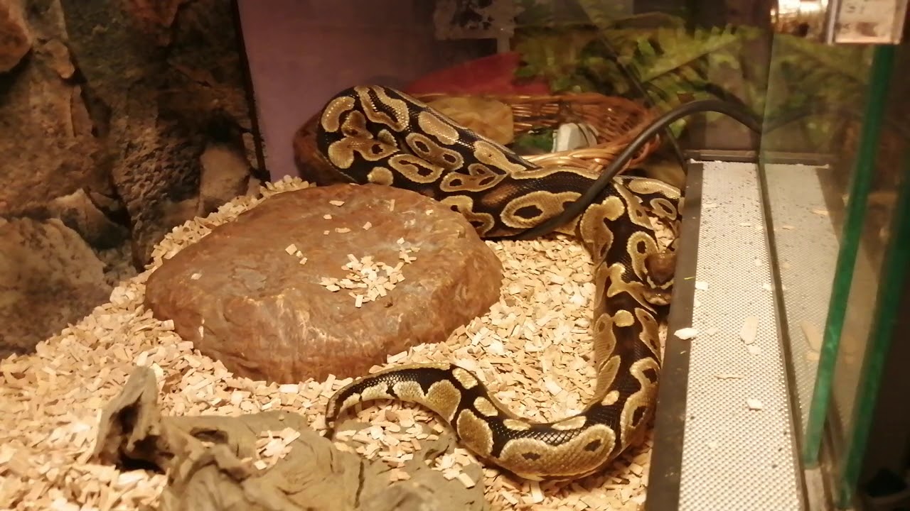 Pyton kráľovský - YouTube