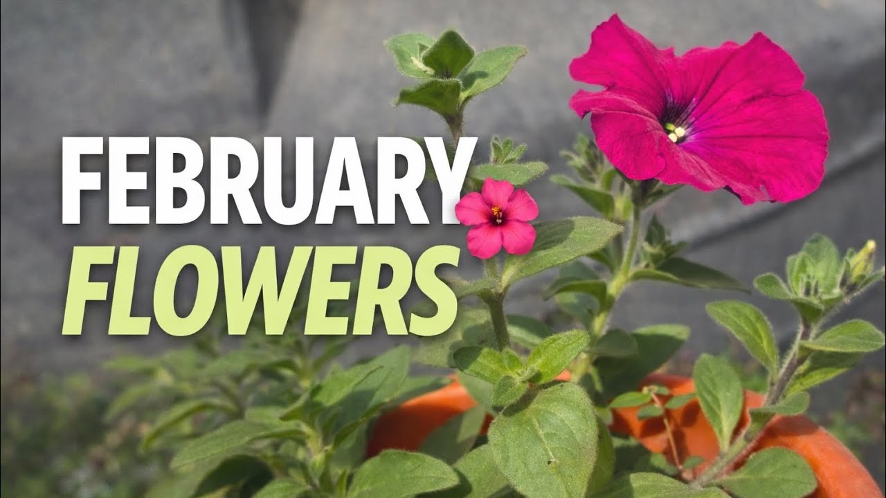 10 Flowers to Plant in February 🌸 | Easy for Home & Balcony Garden ...
