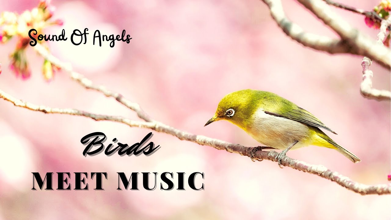 Relaxing music for stress relief. Calming Birds Chirping Ambience ...