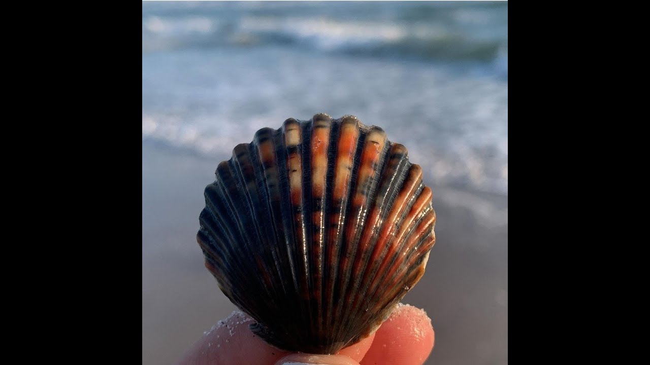 패류독소 (Shellfish poisoning) - YouTube