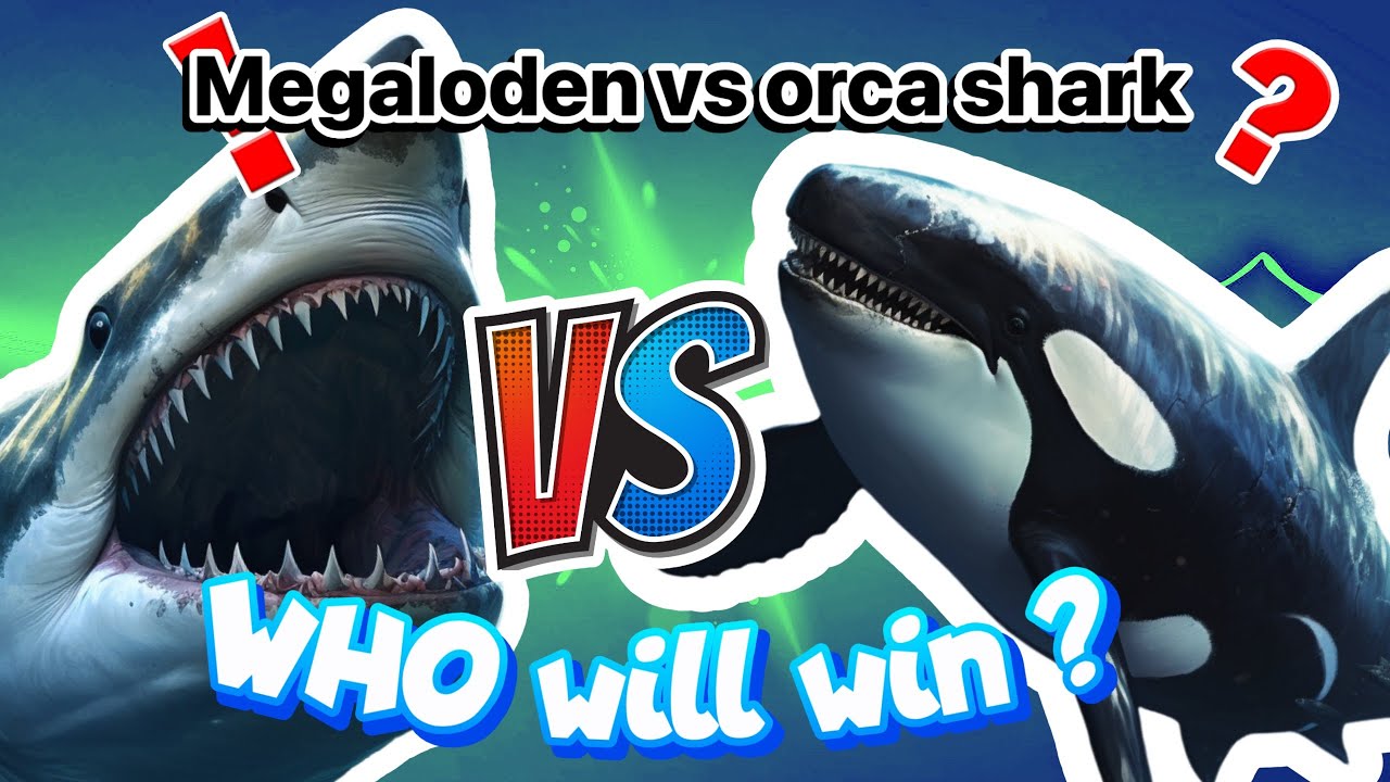 Megalodon vs. Orca - Epic Battle of Predators#megalodon #orca #shark # ...