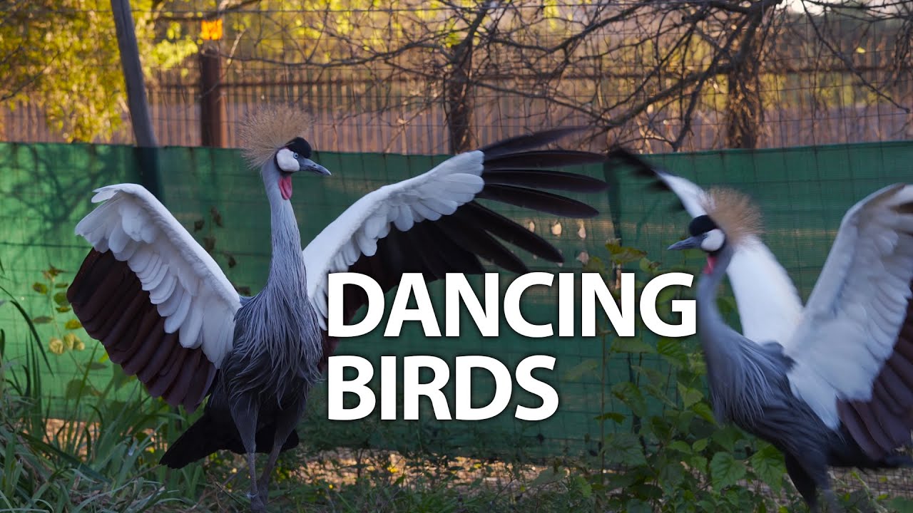 Dancing Birds | A Symphony of Avian Rhythms #bird #nature #wildlife# ...