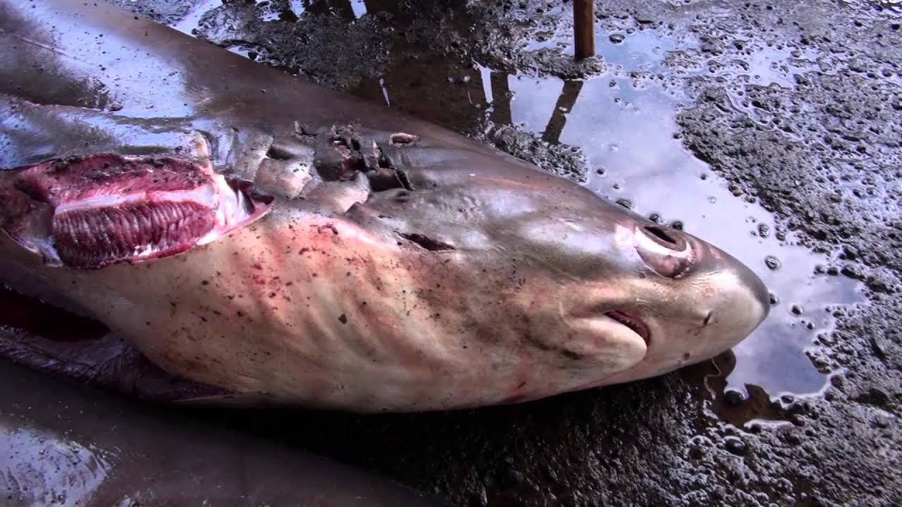 Anjali World Speaks About Shark Conservation (Jaws and Paws) - YouTube