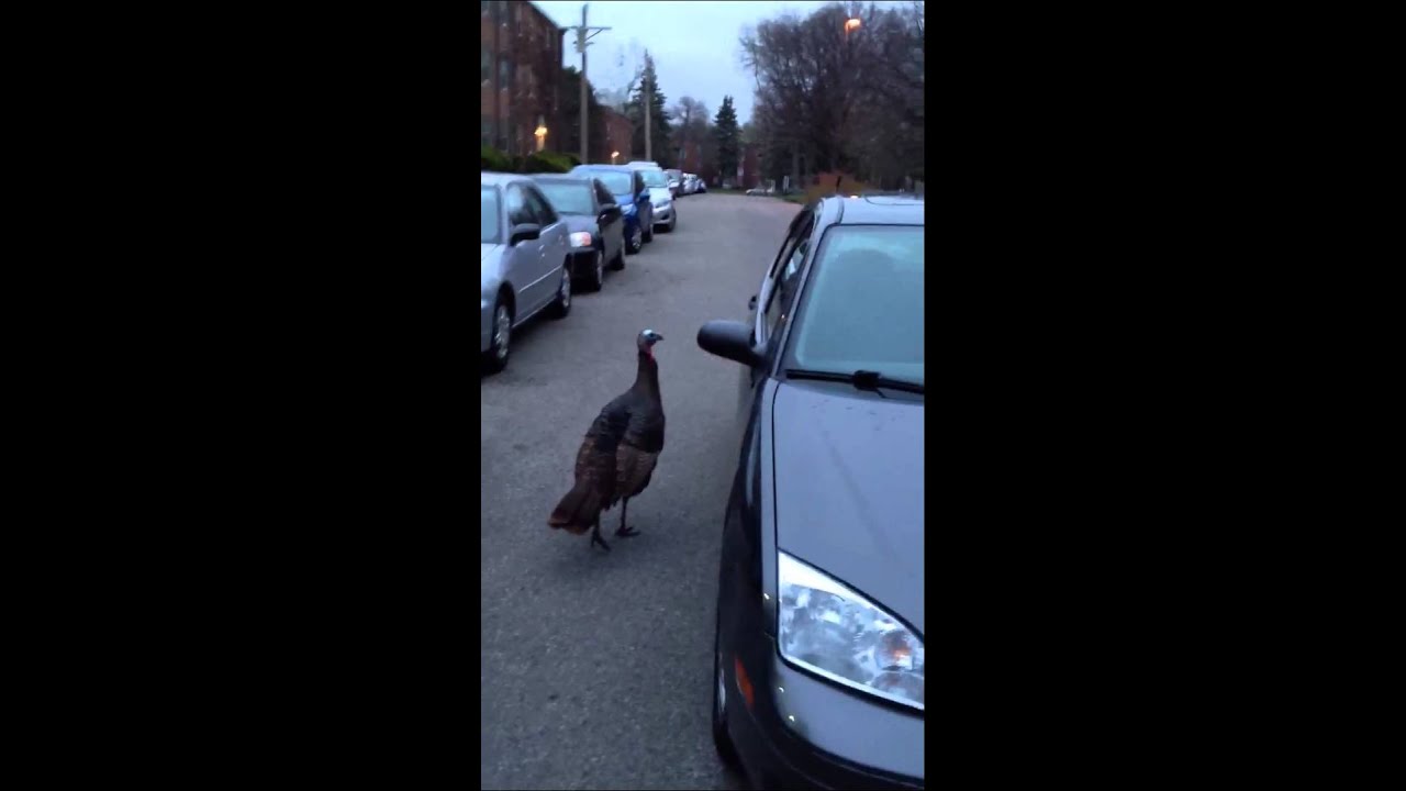 Turkey Jacked - YouTube