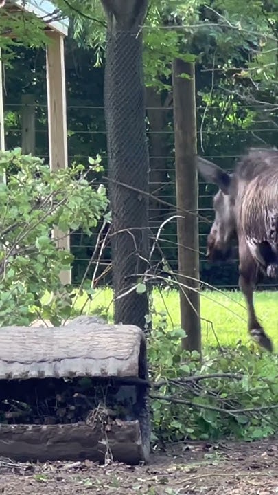 The name "moose" comes from the Algonquin word “moosewa”, which means ...