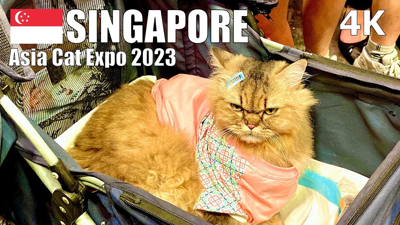 Prowling Cute Cats at Asia Cat Expo 2023, Singapore 🇸🇬 - Virtual Walk ...