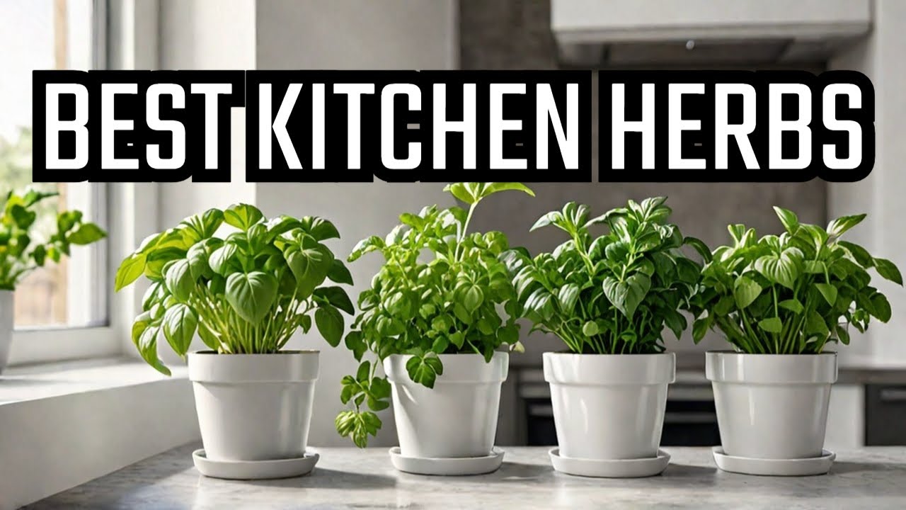 Revamp Your Kitchen With Fresh Herbs! - YouTube