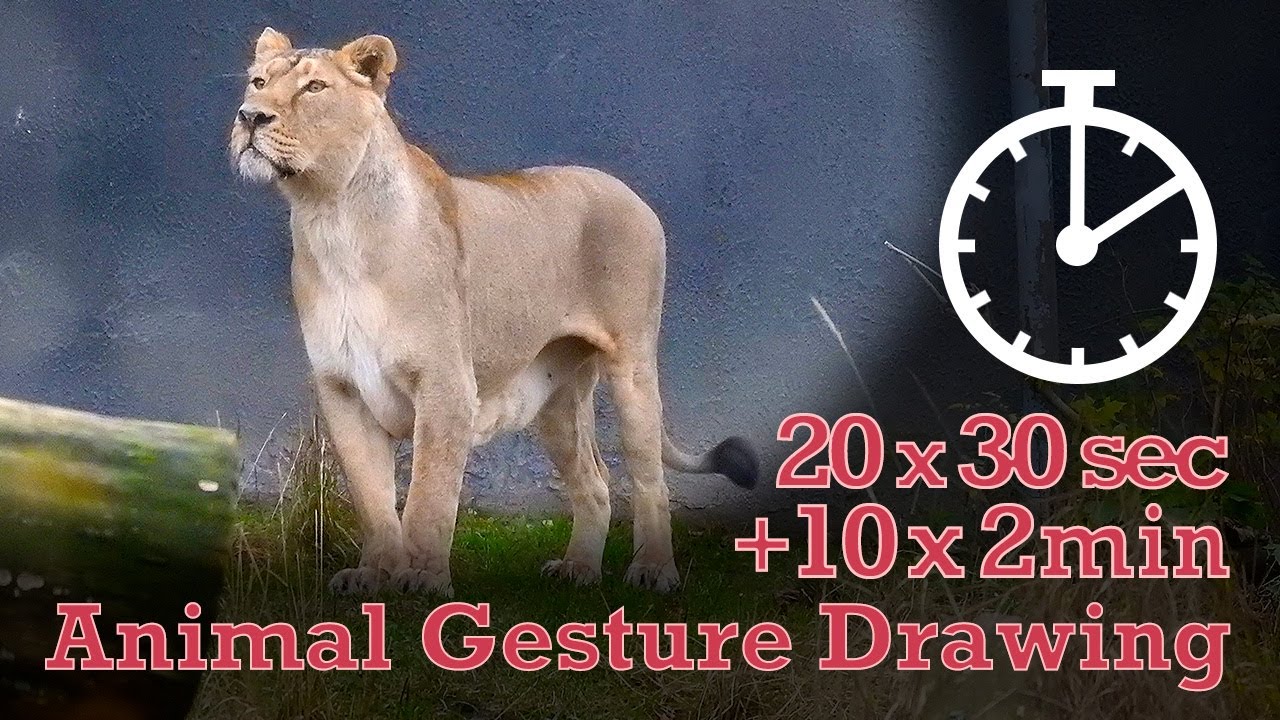 Animal Drawing References #108 - 20x30sec +10x2min poses - Lion - YouTube
