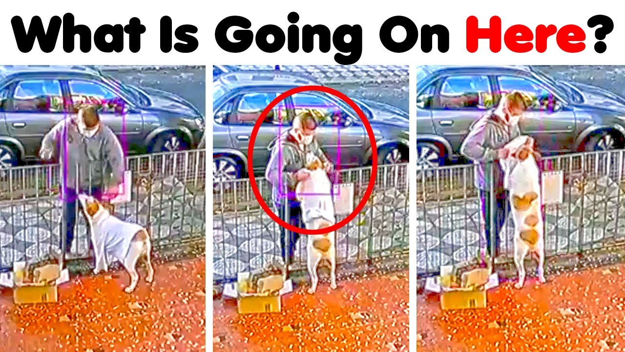 The Most Bizarre Things That Were Ever Filmed NEW YouTube the-most-bizarre-things-that-were-ever-filmed-new-youtube
