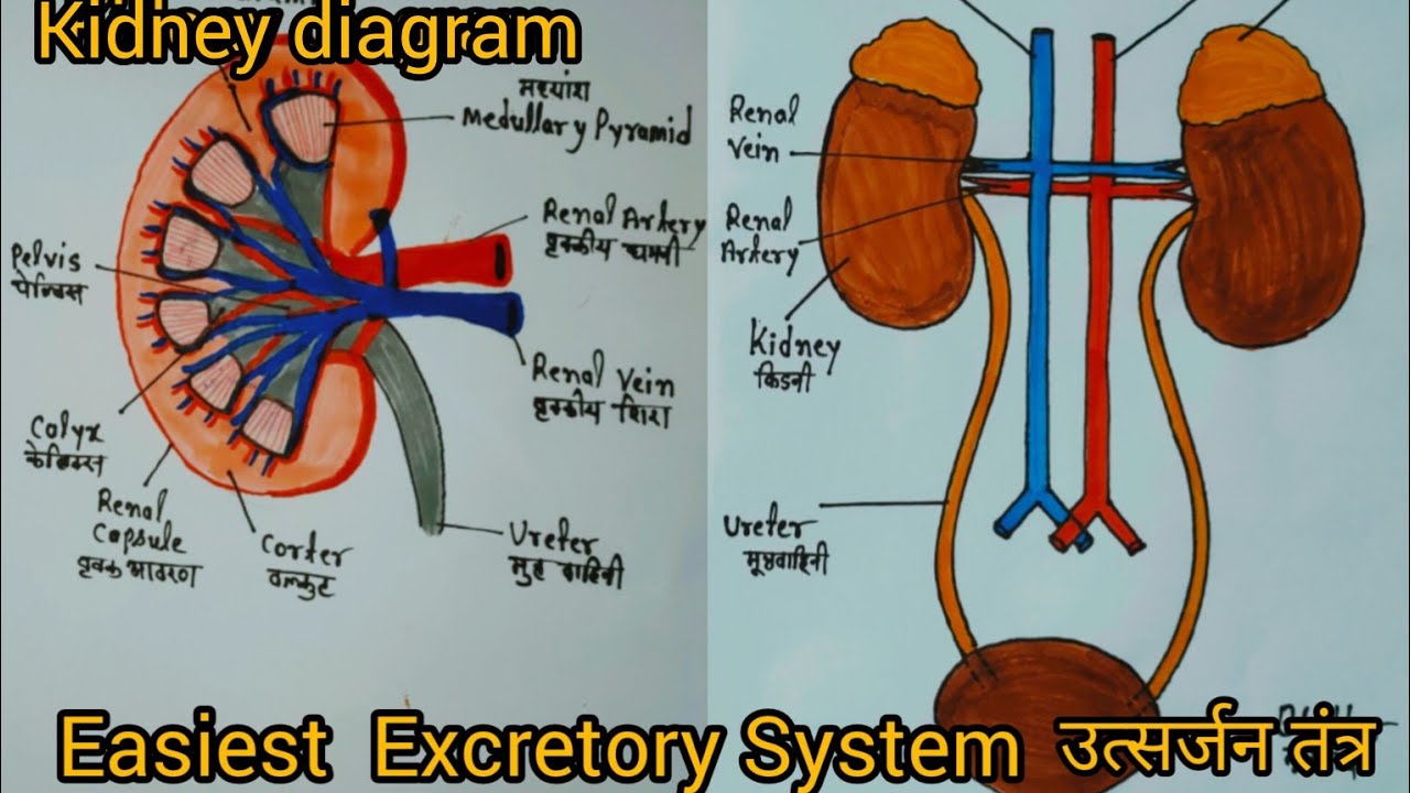 How to draw Human Excretory System |Easy Kidney Diagram Drawing |उत्सर्जन तंत्र संरचना - YouTube