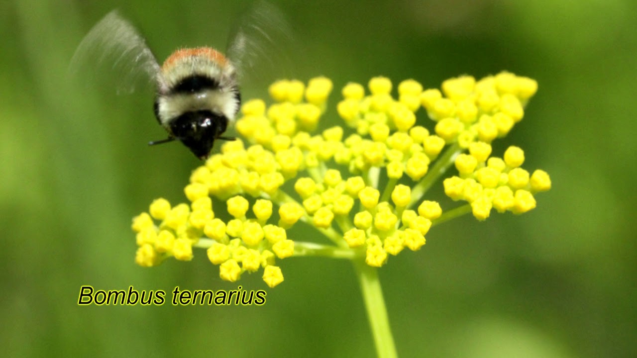 Flowering Plants for Bumble Bees III: Early to Mid-summer, Part 2 - YouTube