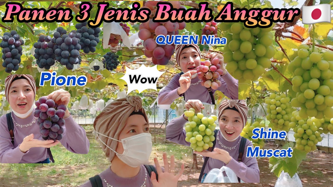 PANEN ANGGUR ADA 3 JENIS BUAHNYA LANGSUNG DI KEBUN JEPANG ( 2021 ...