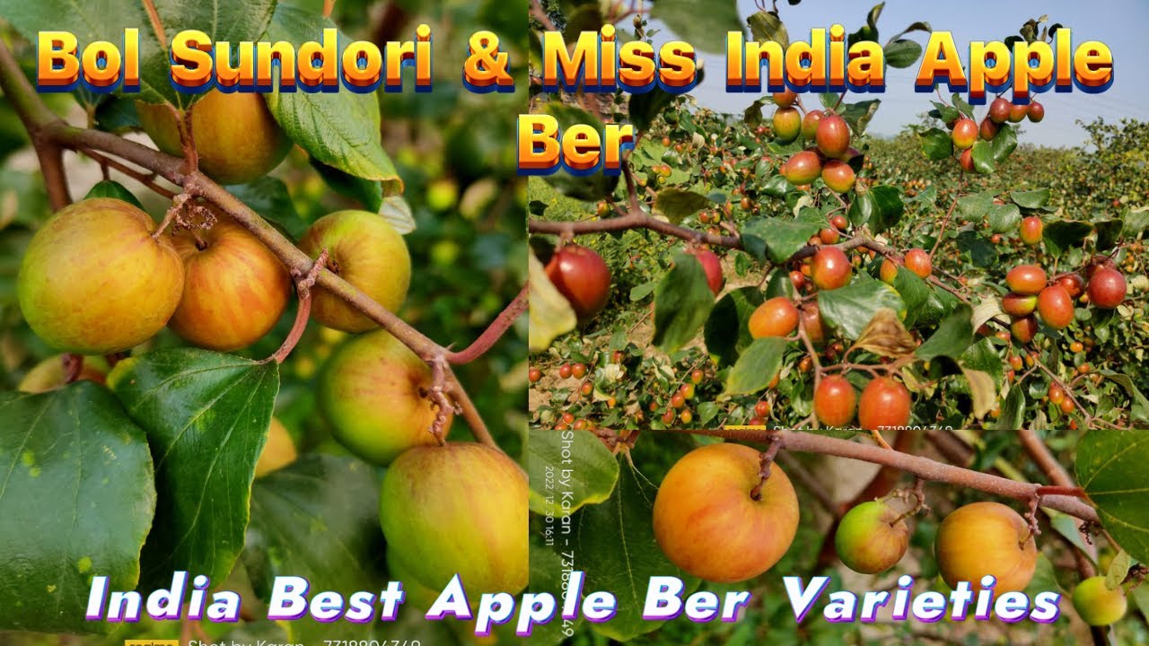 Bol Sundori & Miss India Best Apple Ber Varieties In India! Full ...