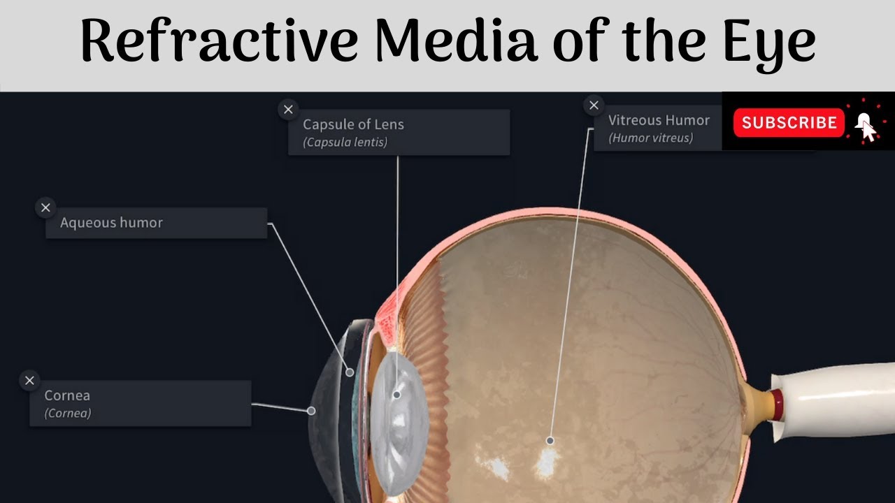 The Refractive Media Of The Eye Cornea Aqueous Humour Lens the-refractive-media-of-the-eye-cornea-aqueous-humour-lens