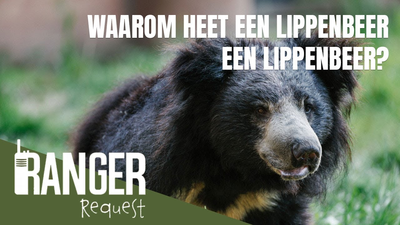 WAAROM HEET EEN LIPPENBEER EEN LIPPENBEER? | Ranger Request - YouTube