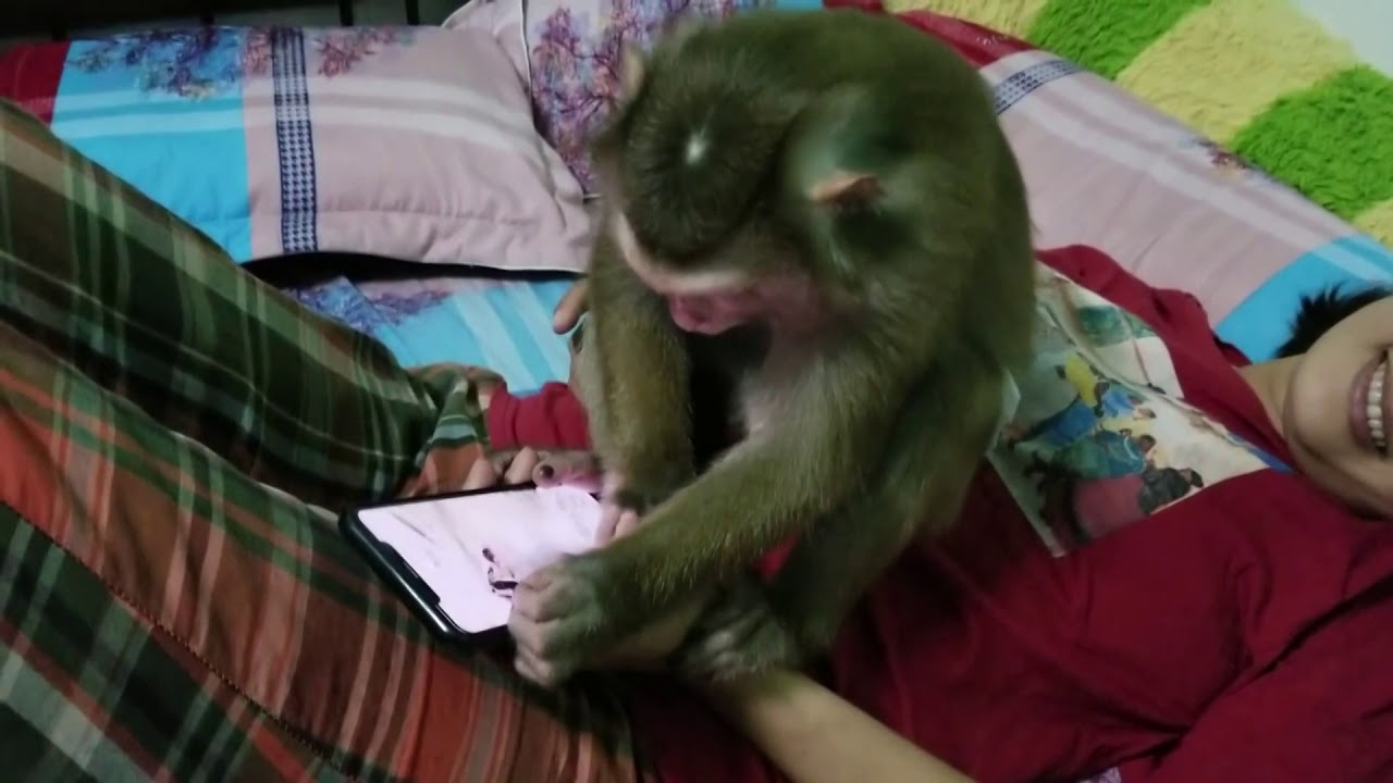 Monkey with cellphone - YouTube