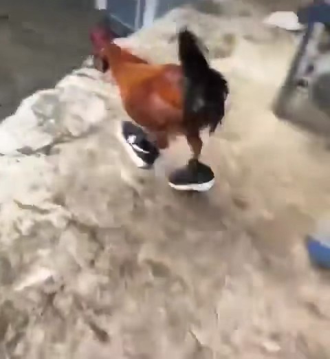 Chicken wearing SHOES ‼️ #shorts #animals #funnyvideo #funny - YouTube