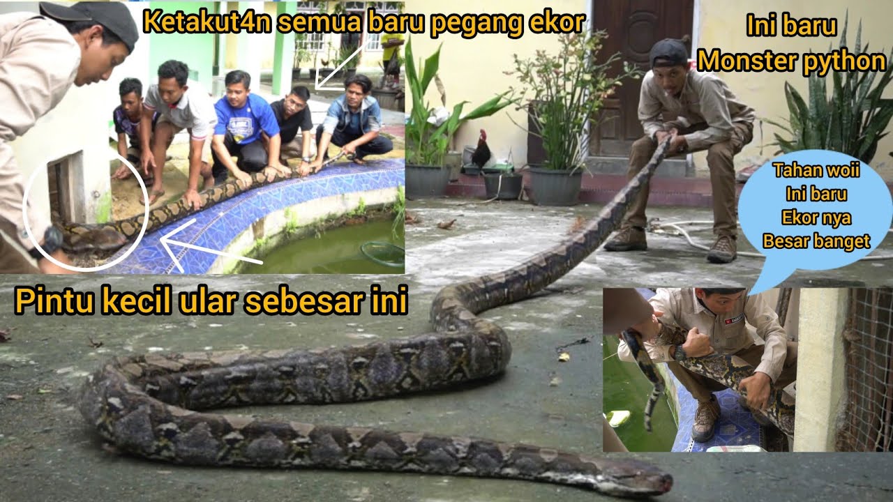 MENEGANGK4N DETIK DETIK EVAKUASI ULAR PYTHON BESAR DI RUMAH WARGA BIKIN ...