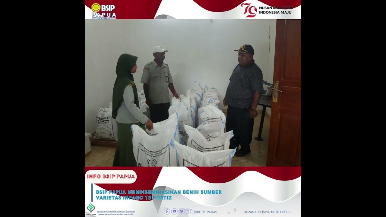 BSIP Papua Mendiseminasikan Benih Sumber Varietas Inpago - YouTube