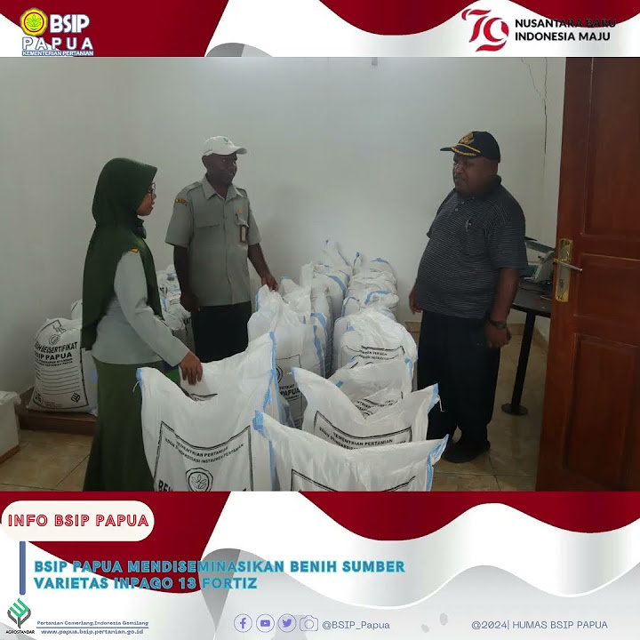 BSIP Papua Mendiseminasikan Benih Sumber Varietas Inpago - YouTube