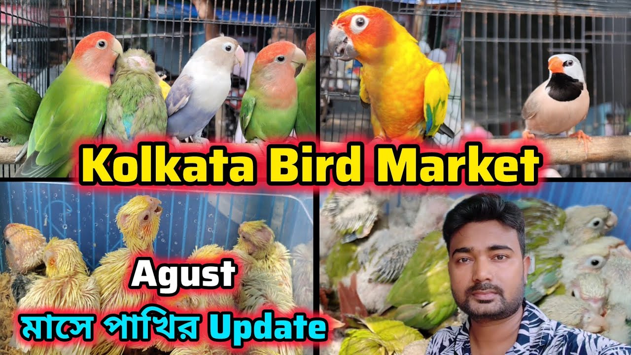August মাসে পাখির Update | Kolkata Bird Market | All Exotic Bird ...