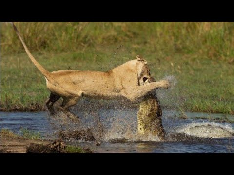 Crocodile_Attack_Lion_vs_Lion_Crocodile_Hunting_Fight(720p) - YouTube