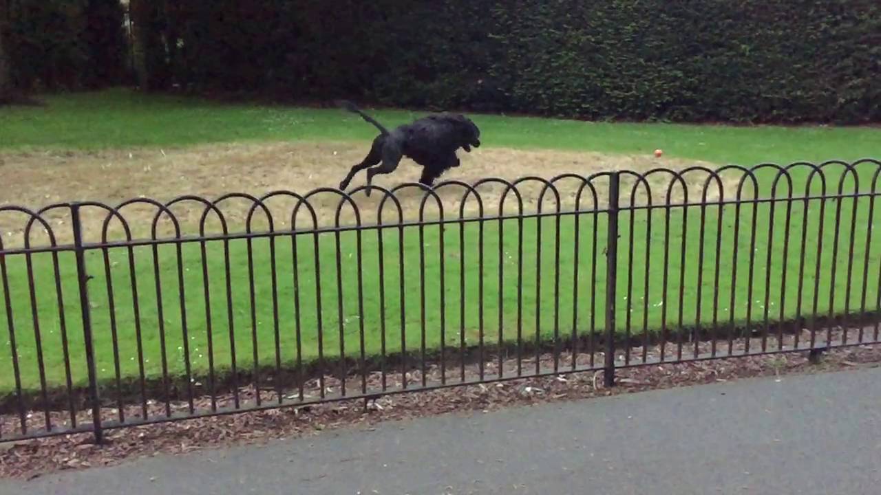 PWD Zigmeister with a mean Lion cut over the fence - YouTube